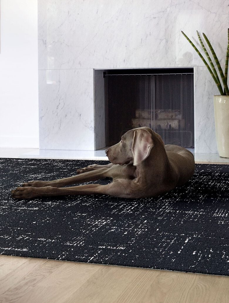 Modern & Stylish Pet-Friendly Washable Area Rug Ideas